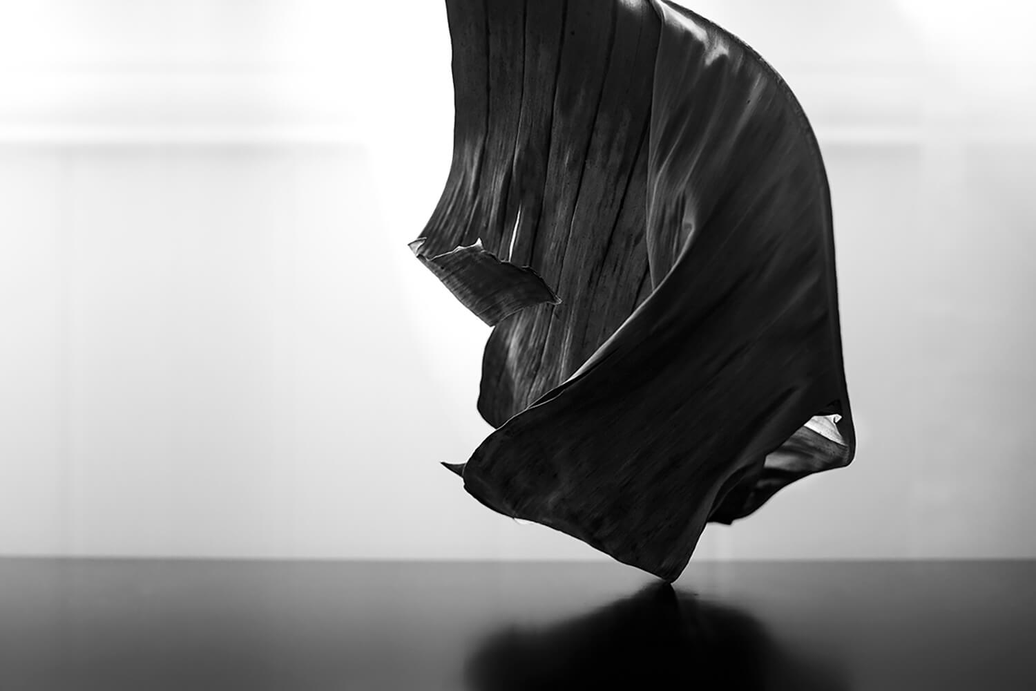 Evolution Mell Watt Photography